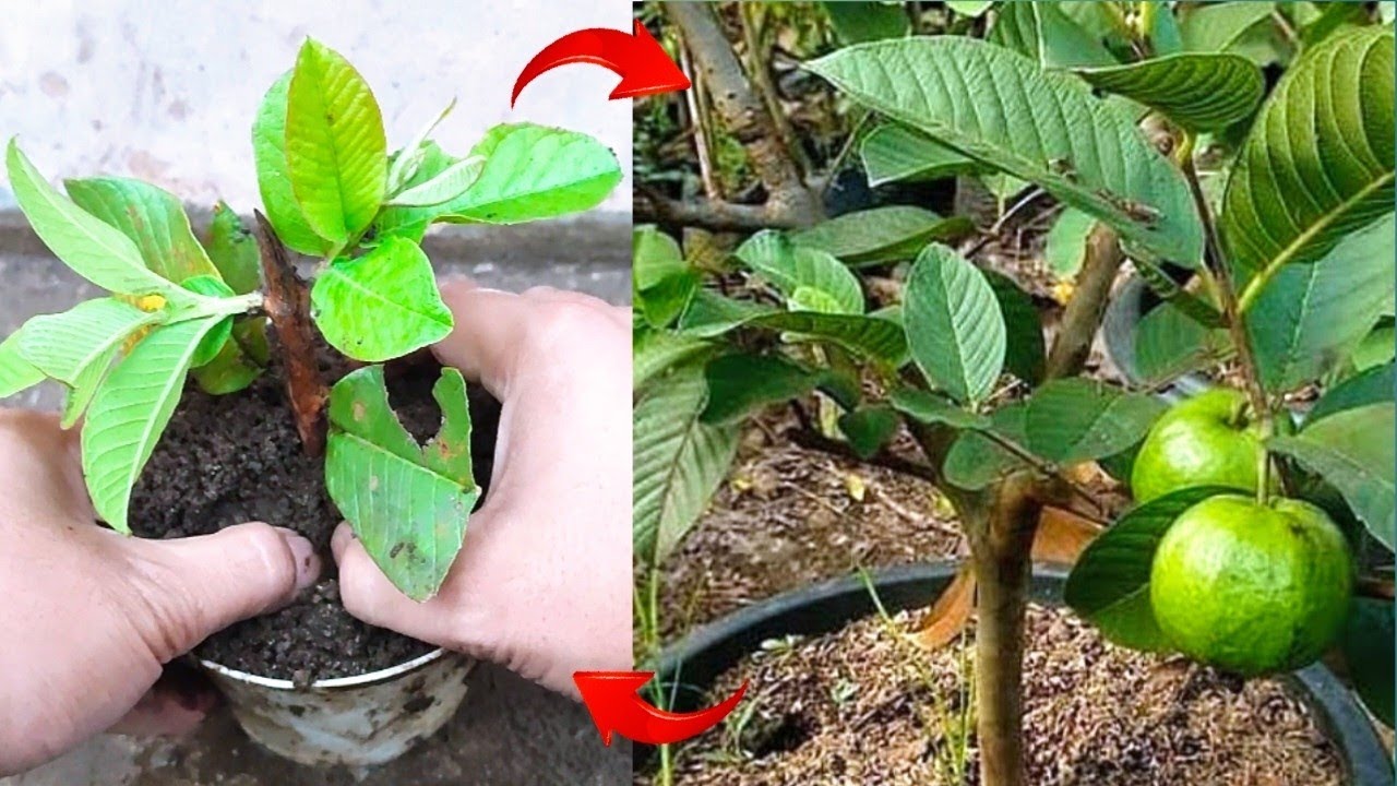 Great skill growing Guava tree from cutting Very unique 100% success ...