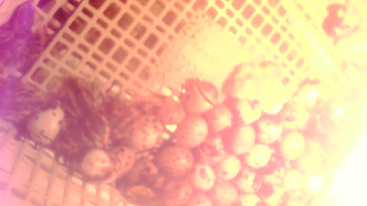 Battai hatching - YouTube