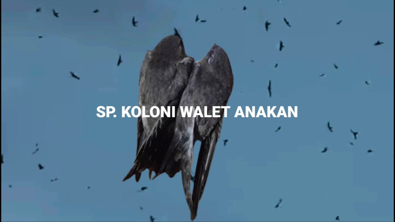 Suara Panggil "Koloni Walet Anakan" - YouTube
