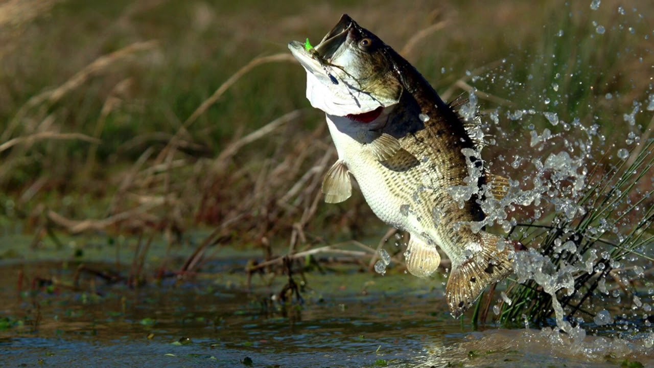 Georgia Bass Trail Inaugural Season - YouTube