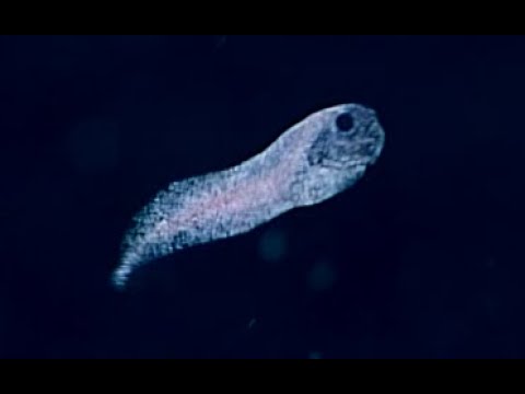 Facts: The Snailfish - YouTube