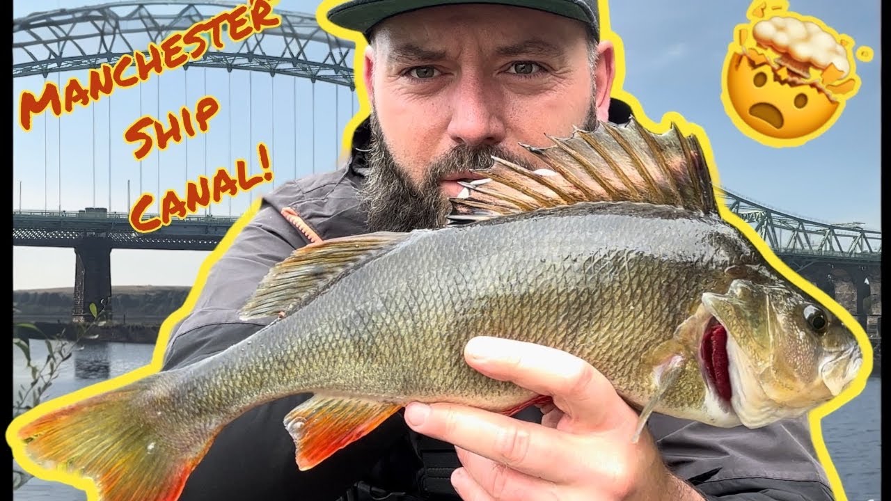 MANCHESTER ship canal: Perch, perch and more perch! #manchester #perch ...