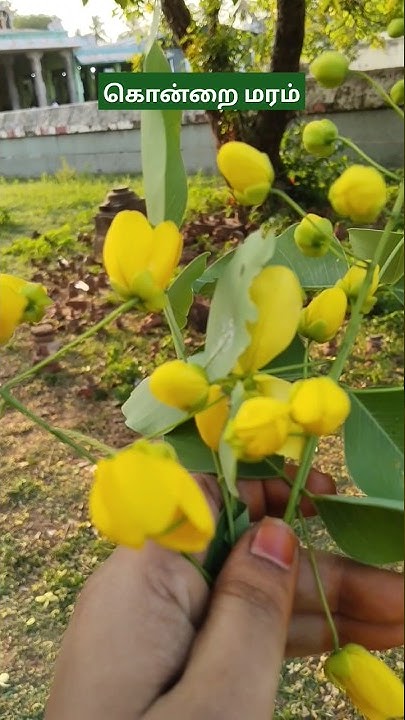 கொன்றை மரம் | kondrai maram #shortsfeed #trending #ytshorts #viral # ...