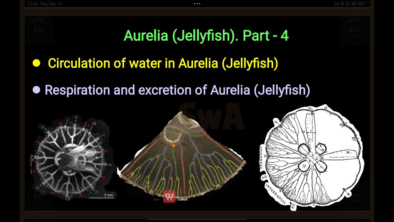 Circulation or circulatory system in aurelia ( jelly fish ...