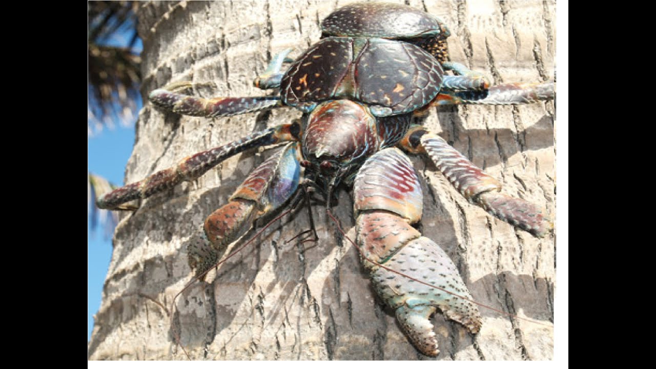 coconut crab TATUS KNOWN AS ROBBER CRAB - YouTube