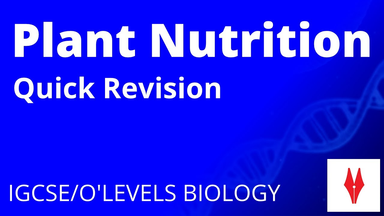 Plant Nutrition - Quick Revision (IGCSE/O'LEVELS Biology) - YouTube