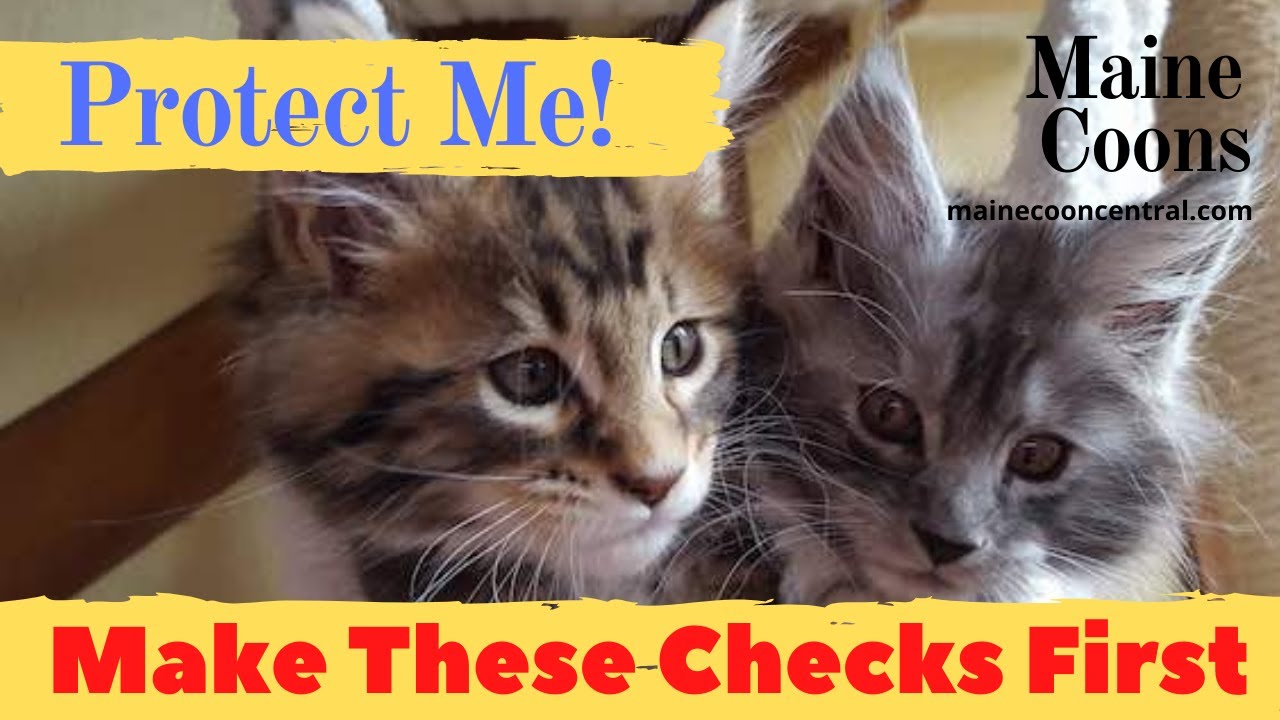 Maine Coon Cat Outside: 10 Safety Checks - YouTube