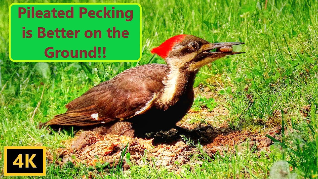 Pileated Woodpecker Pecking and Feeding on the Ground - YouTube