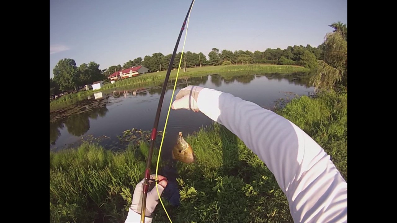 New Toy! - Bluegill on a 3-weight Fly Rod - YouTube