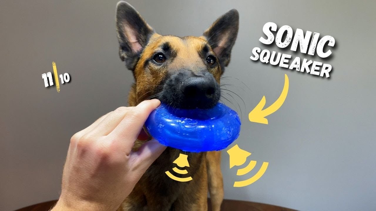 This Toy Has The LOUDEST Squeaker... - YouTube
