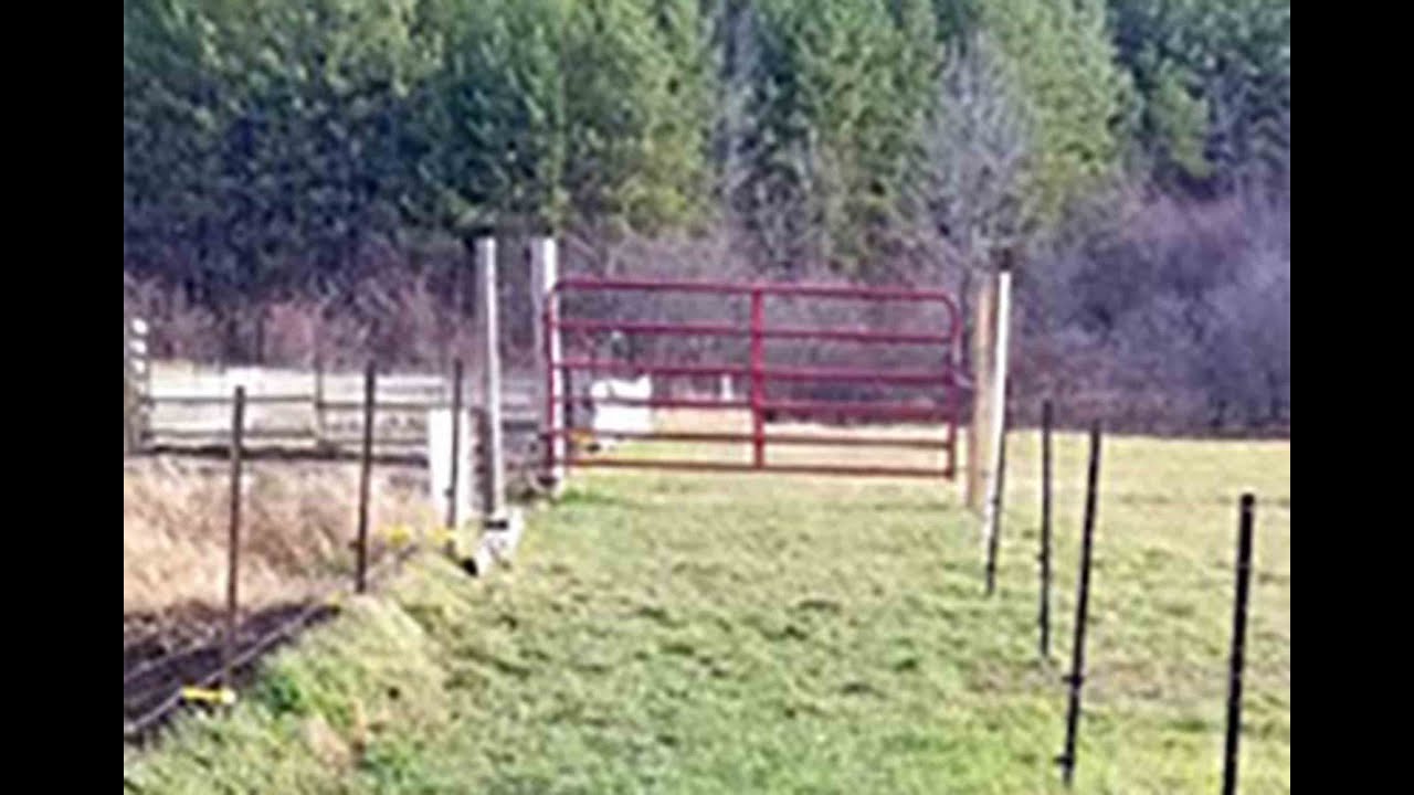 Handling Pigs that are Raised Outdoors - YouTube
