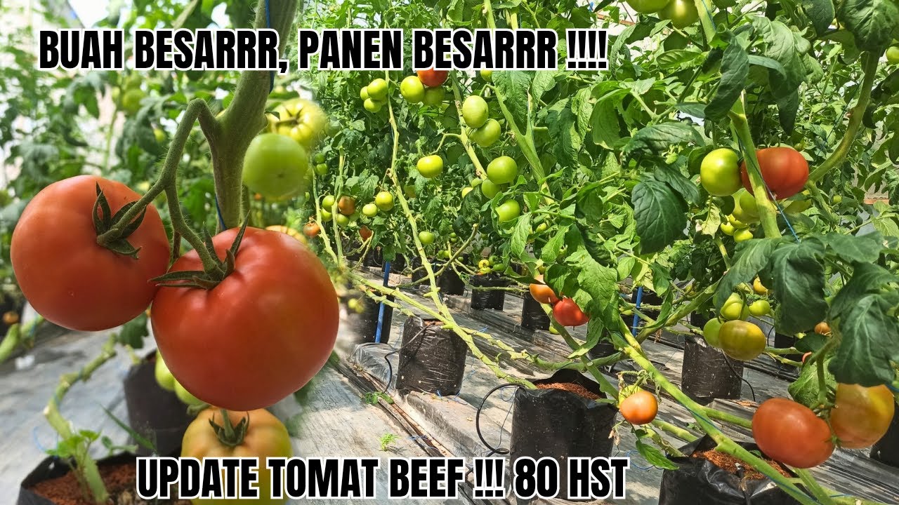 TOMAT BESARRRR!!! Panen Tomat Beef diusia 80 Hst || Update Tanaman ...