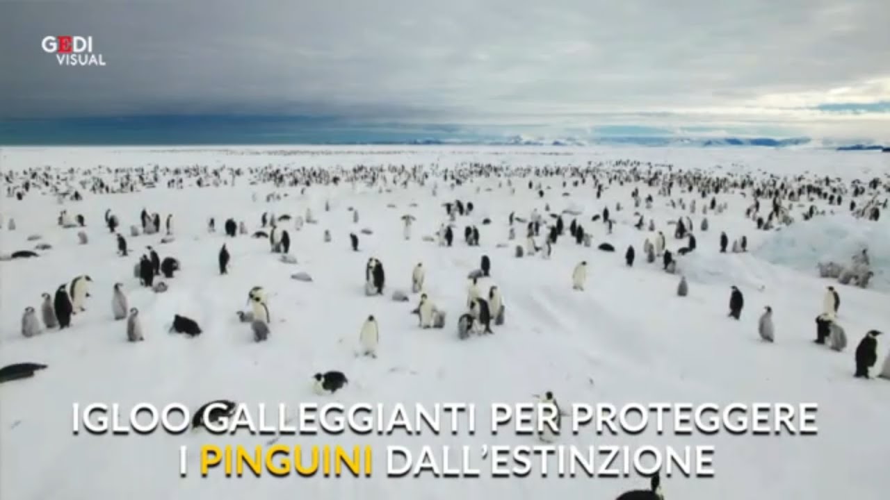 Penguin Protection System - YouTube