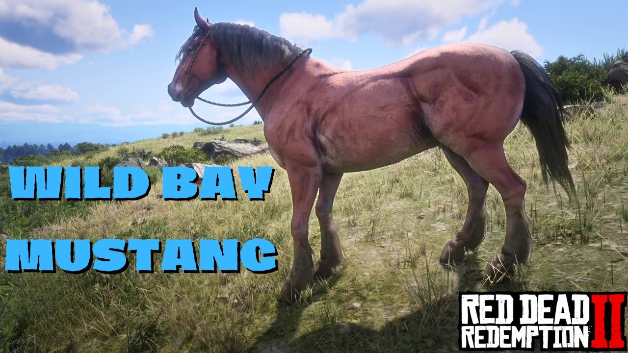 The Wild Bay Mustang Location - YouTube