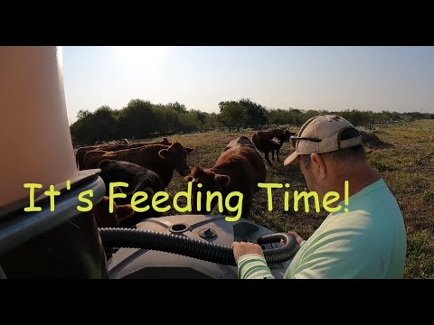 Feeding Cows Liquid Feed! - YouTube