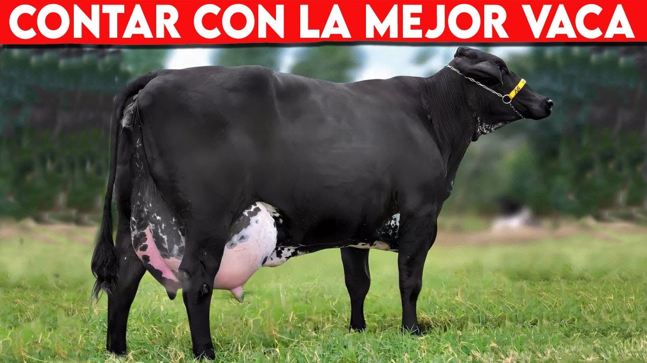 🔴 Contar Con LAS CARACTERÍSTICAS De La MEJOR VACA Y TORO Vacas Lecheras ...