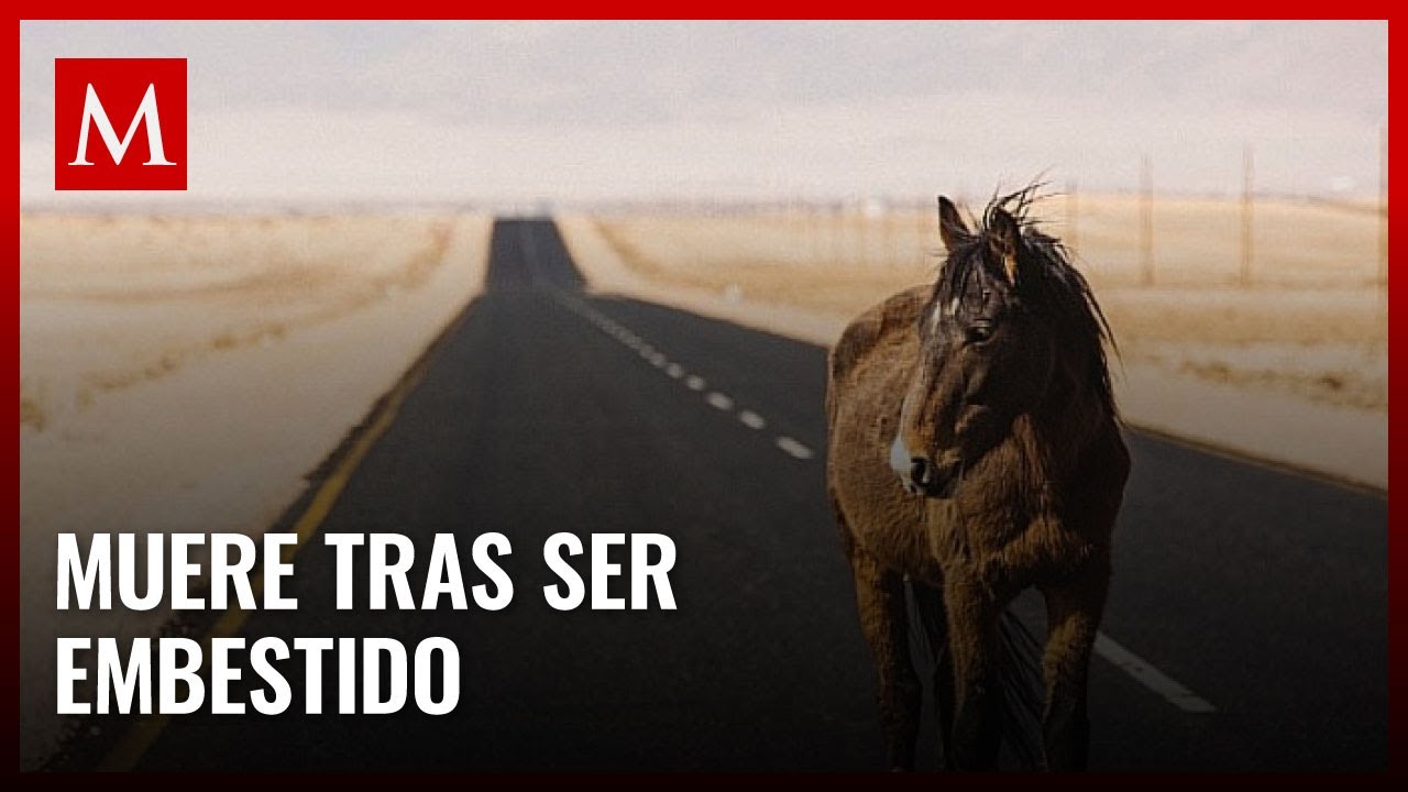 Fatal accidente en Ozumba: Caballo pierde la vida - YouTube