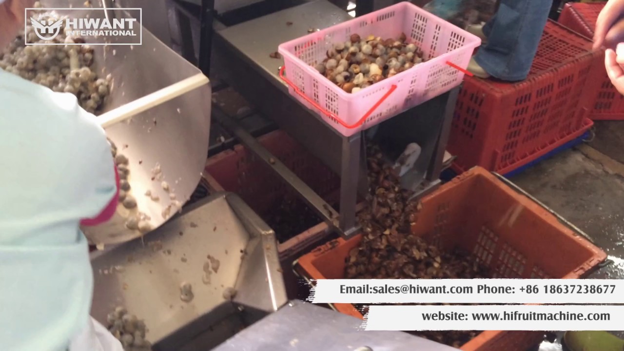 Longan Lychee Rambutan Peeling Pitting Machine - YouTube