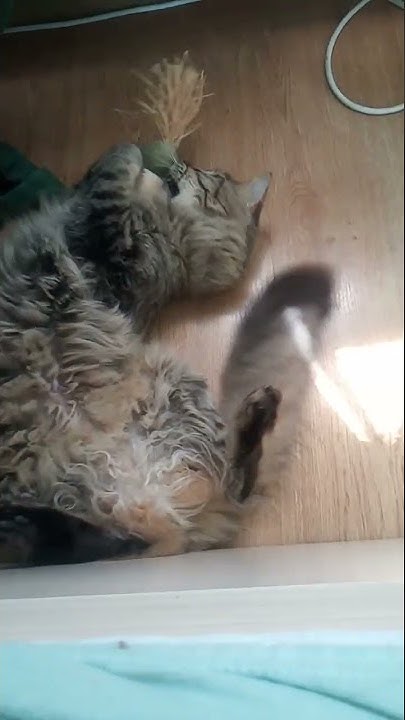 cats on catnip shorts - YouTube
