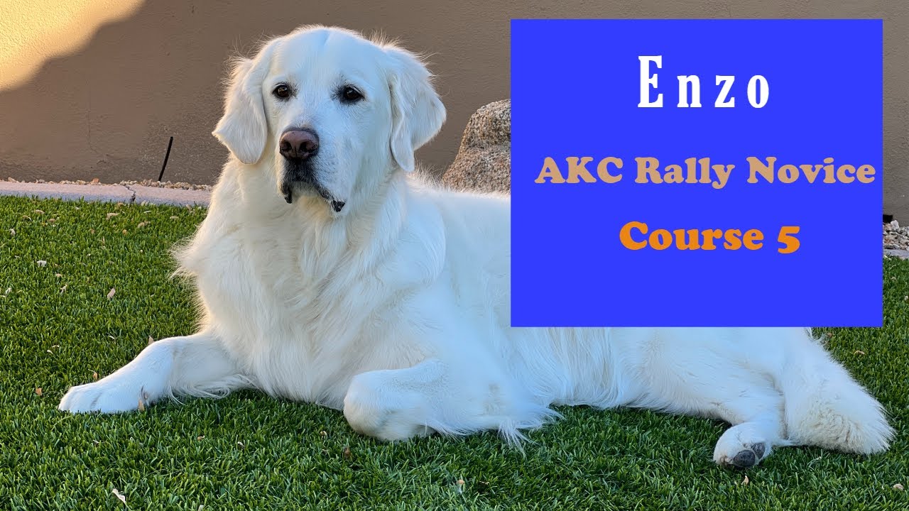 AKC Rally Novice Course 5 - Enzo - YouTube