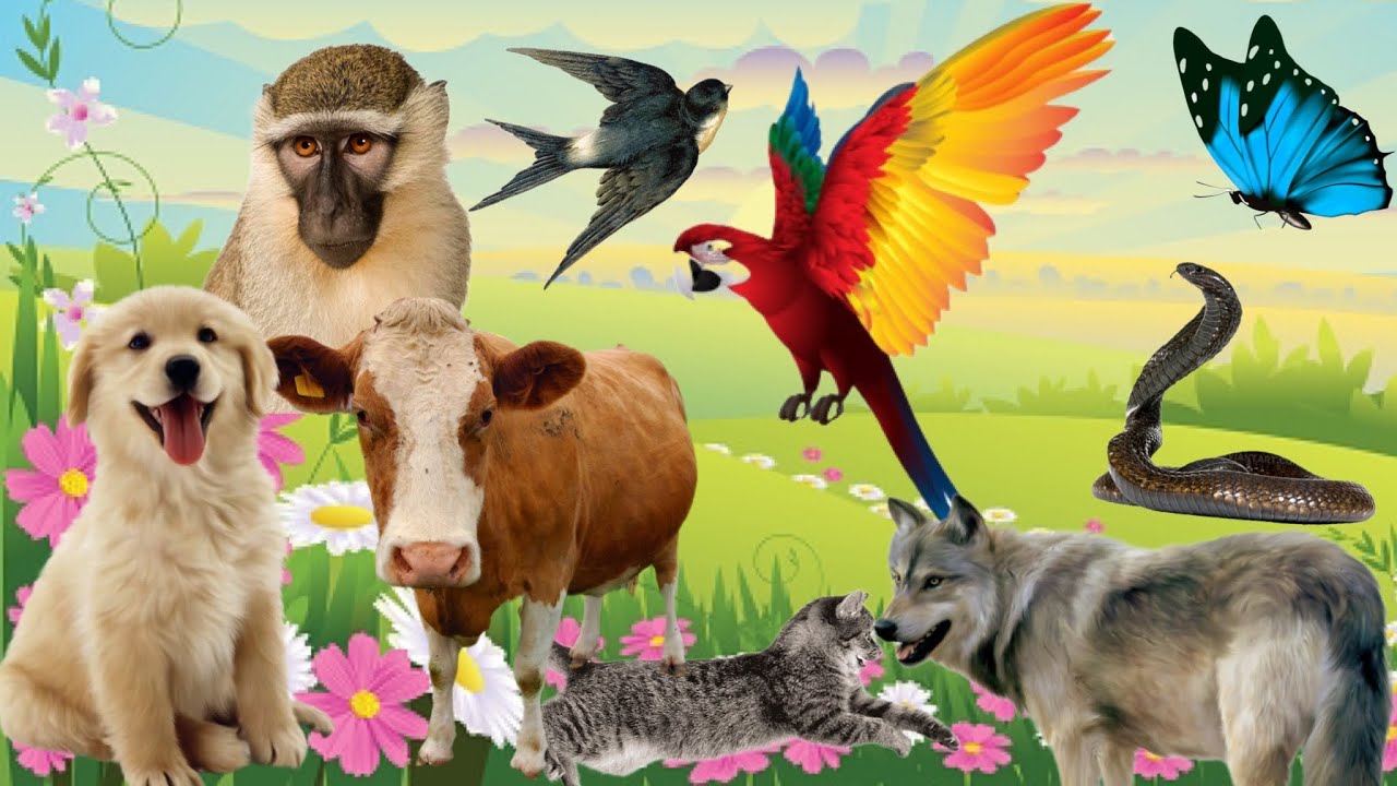 Вчимо тварини навколо нас Котик, собака, корова, черепаха,вовк,змія ...