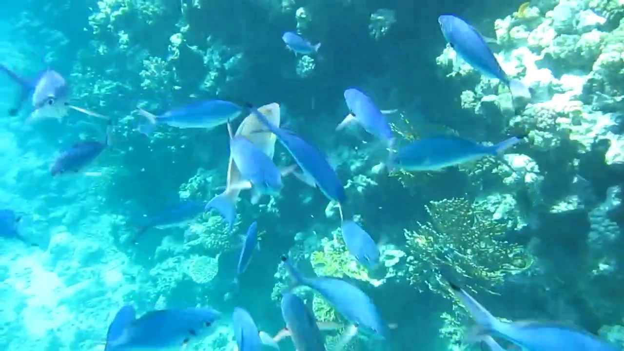 Red Sea Beauty - YouTube