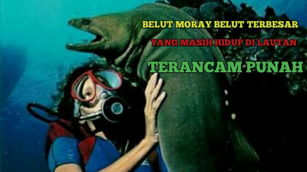 BELUT LAUT MORAY EEL_beautyfull diving with moray ell blue sea| animal ...