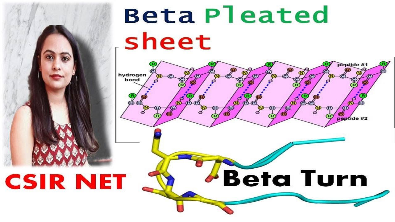 Beta sheet | Beta turn | Secondary structure of protein | Protein ...