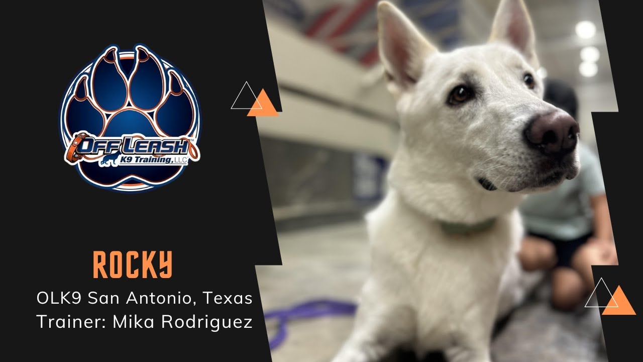 5Y/O Great Pyrenees Mix “Rocky” | Reactive dog | Amazing Transformation ...