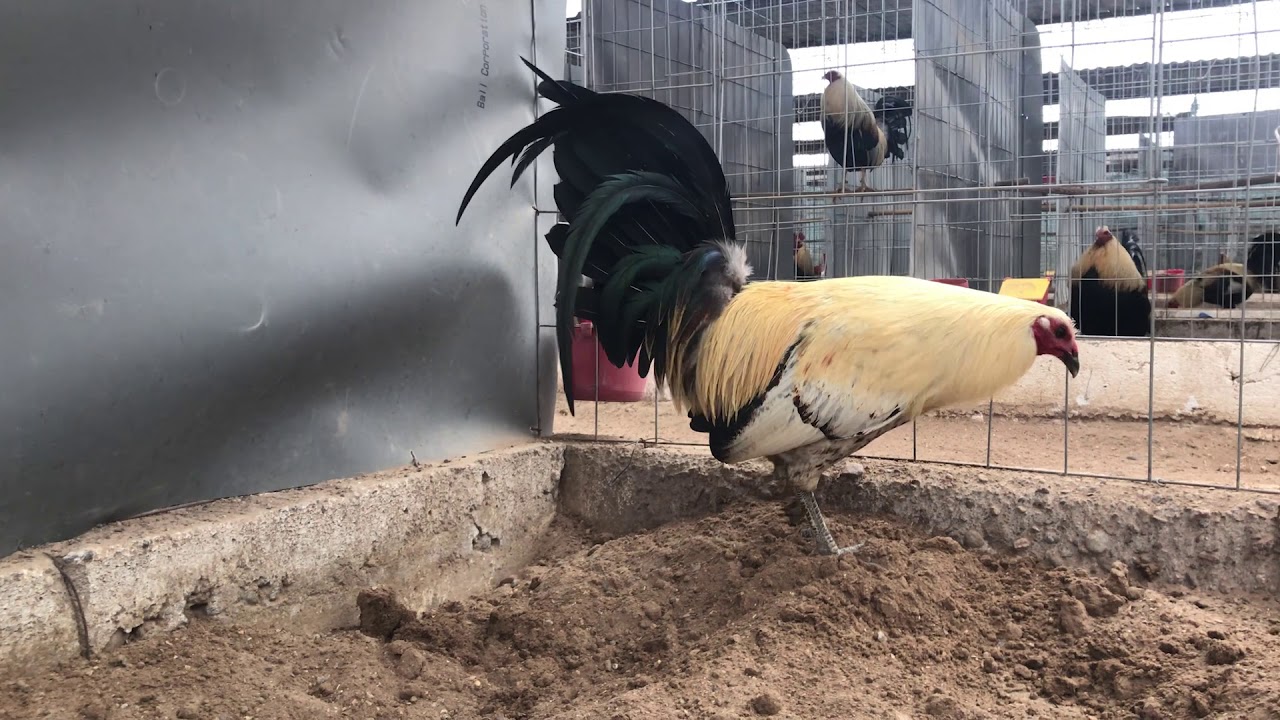 Hatch x Joe Redmond Grey - YouTube