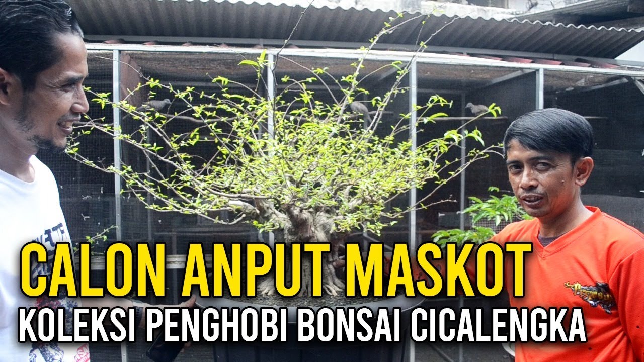 Pohon Bonsai Anting Putri Calon Maskot - YouTube