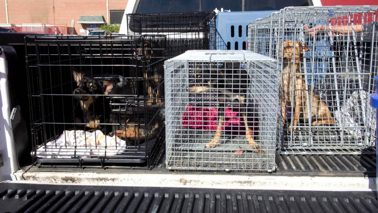 Stray Rescue of St.Louis - Five Strays Saved! - YouTube