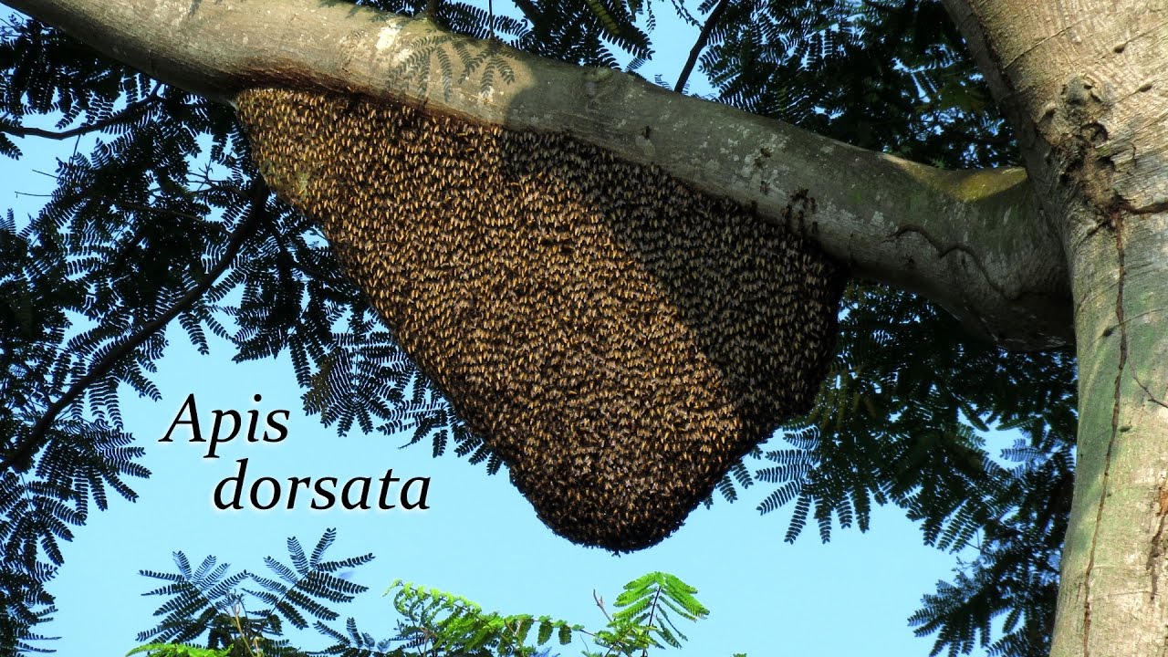 Apis dorsata (17Mar2017) - YouTube