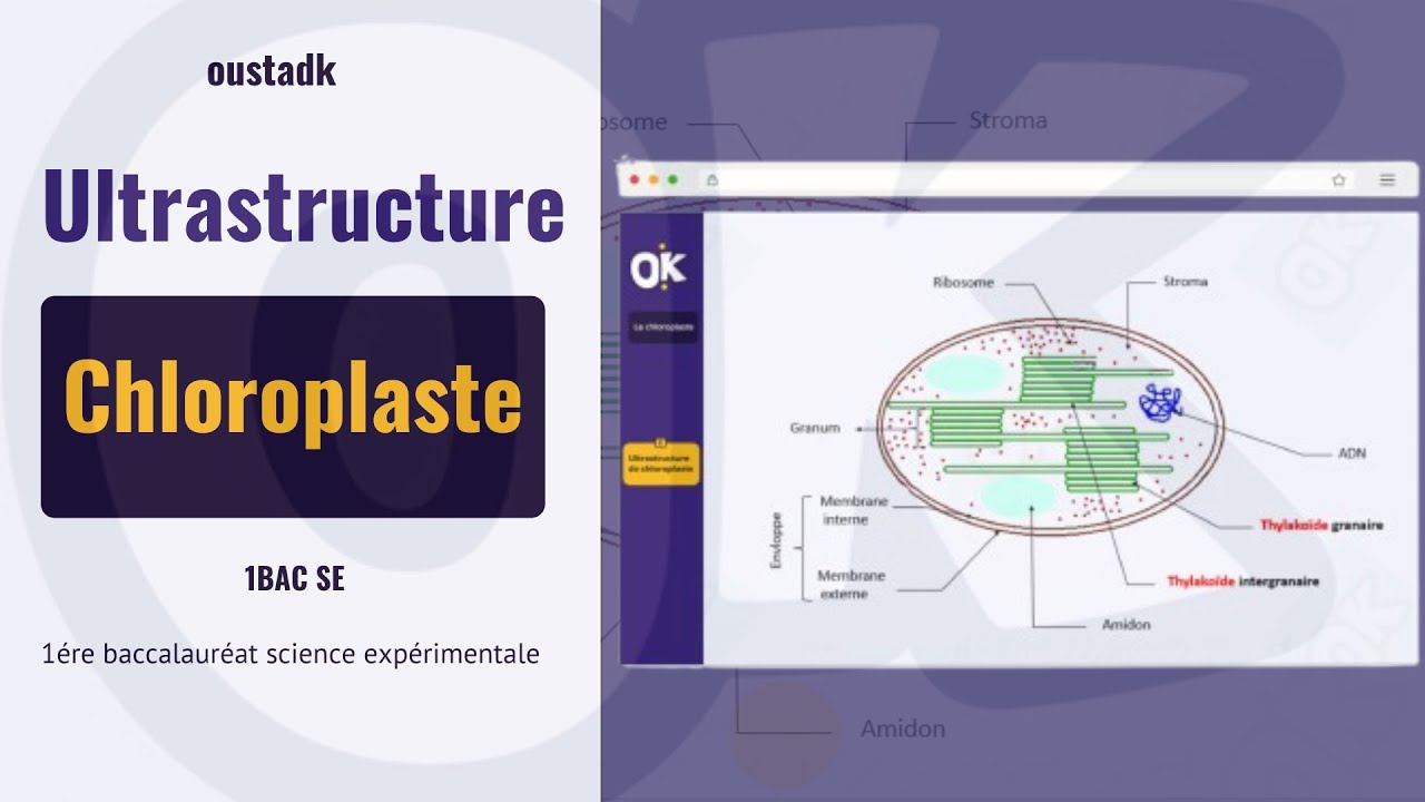 1BAC SE | Ultrastructure du chloroplaste - YouTube