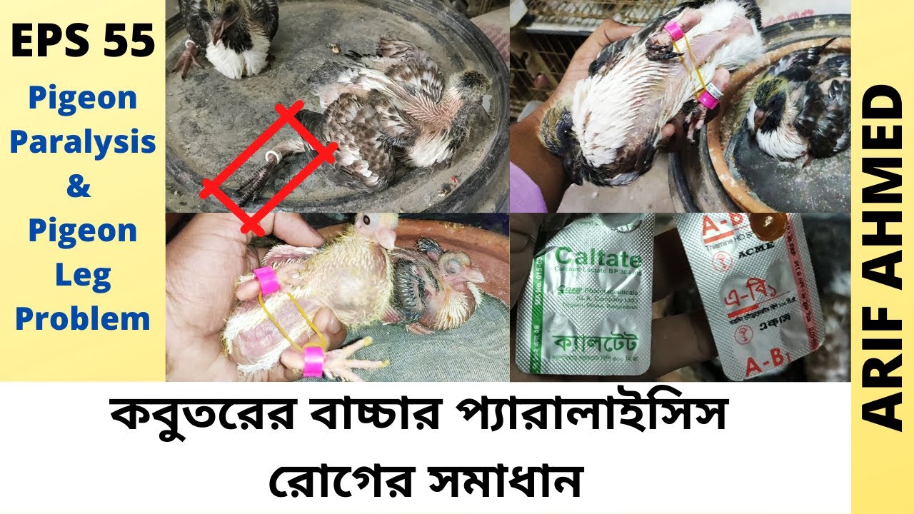 Pigeon Paralysis & Pigeon Leg Problem [EPS 55]।। কবুতরের বাচ্চার ...