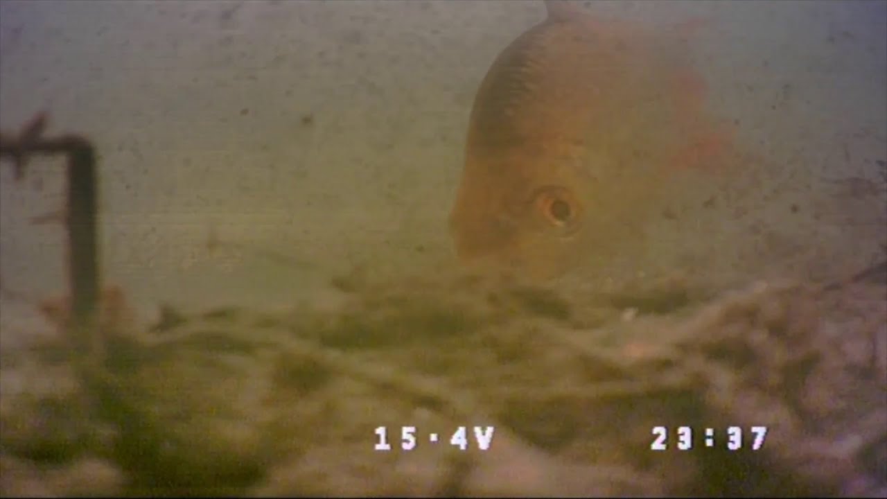 Underwater fish feeding Golden Rudd, Roach and Ide. - YouTube