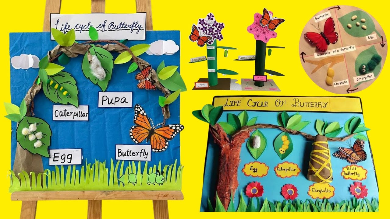 Ciclo de vida dela mariposa - Life cycle of a butterfly #manualidades # ...