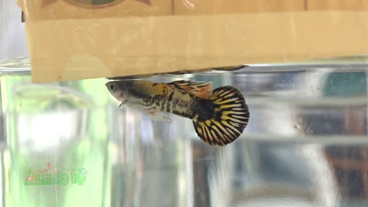 Guppy fish Contest kelas AOT Any Other Tail Lampung Guppy Mini Contest ...