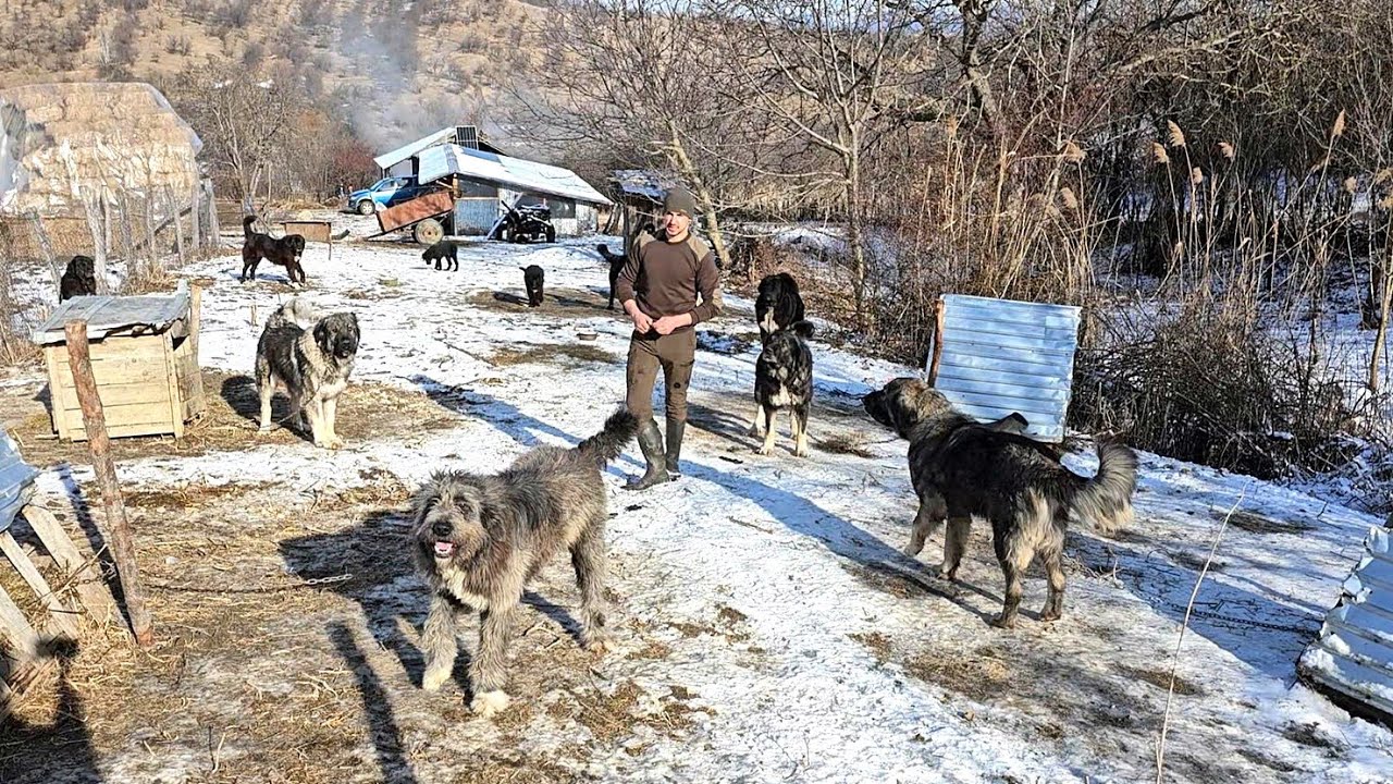 2024.LA BATRANI,TANARUL FERMIER ADRIAN MIRICA ARE CAINI CIOBANESTI DE ...