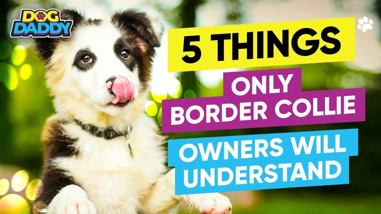 5 Things Only Border Collie Owners Will Understand - YouTube