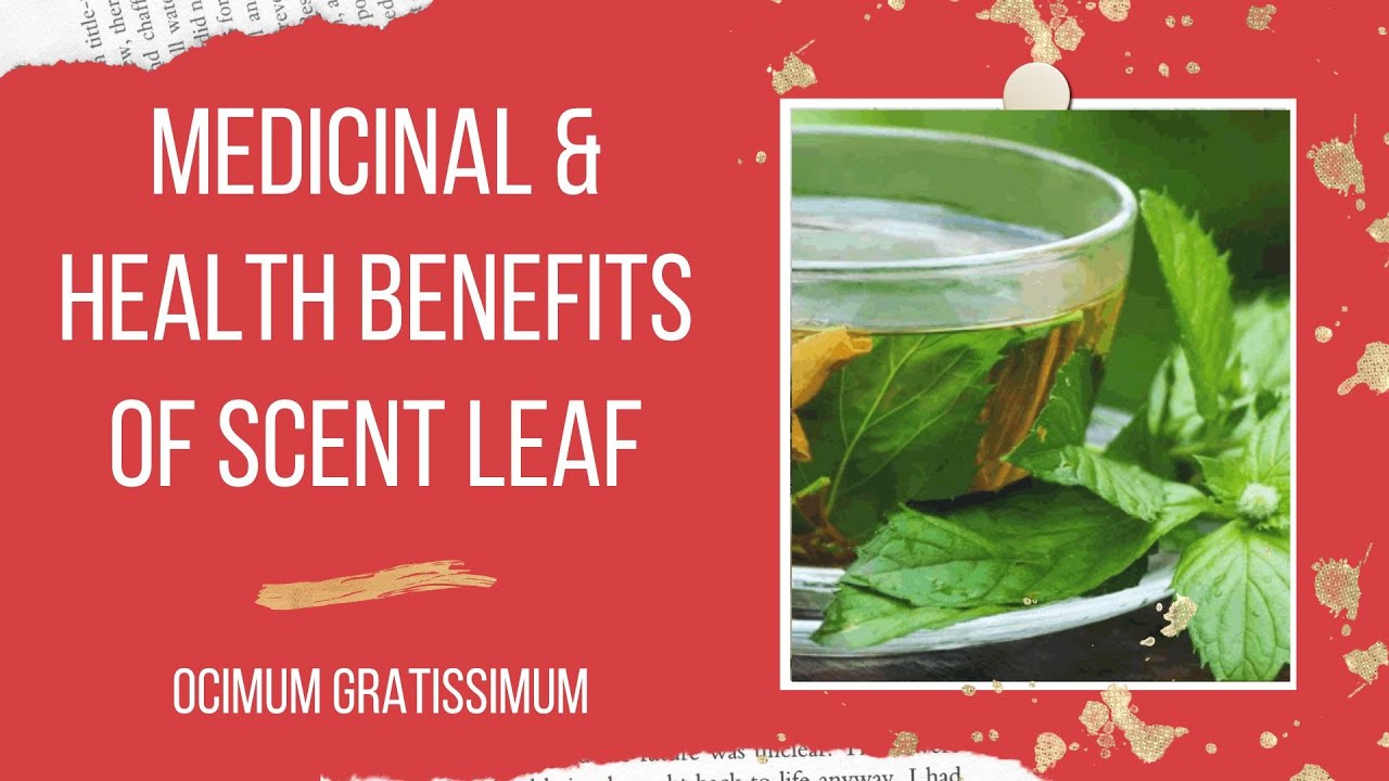 MEDICINAL & HEALTH BENEFITS OF SCENT LEAF ( Ocimum gratissimum) - YouTube