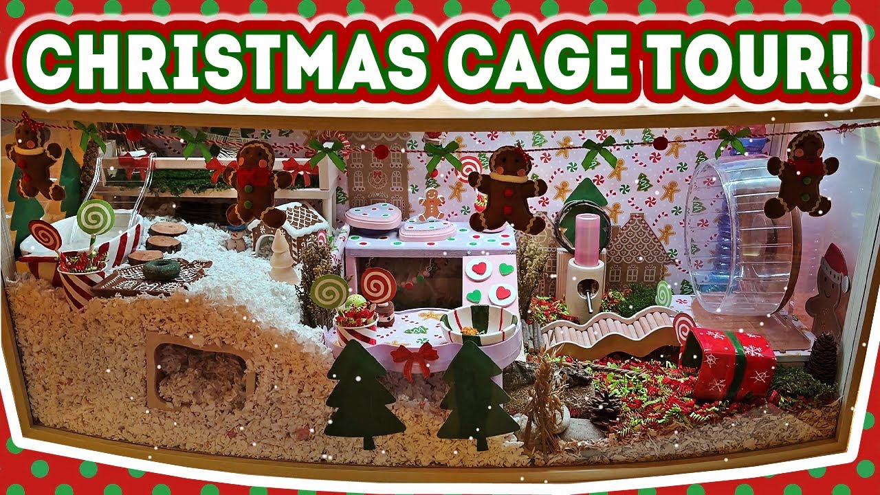 Rivet's Christmas Gingerbread Themed Hamster Cage Tour! - YouTube