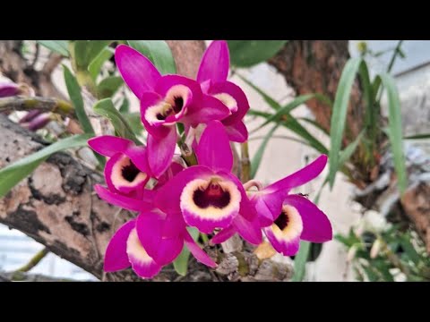 Bonina, vc conhece essa cor? - YouTube