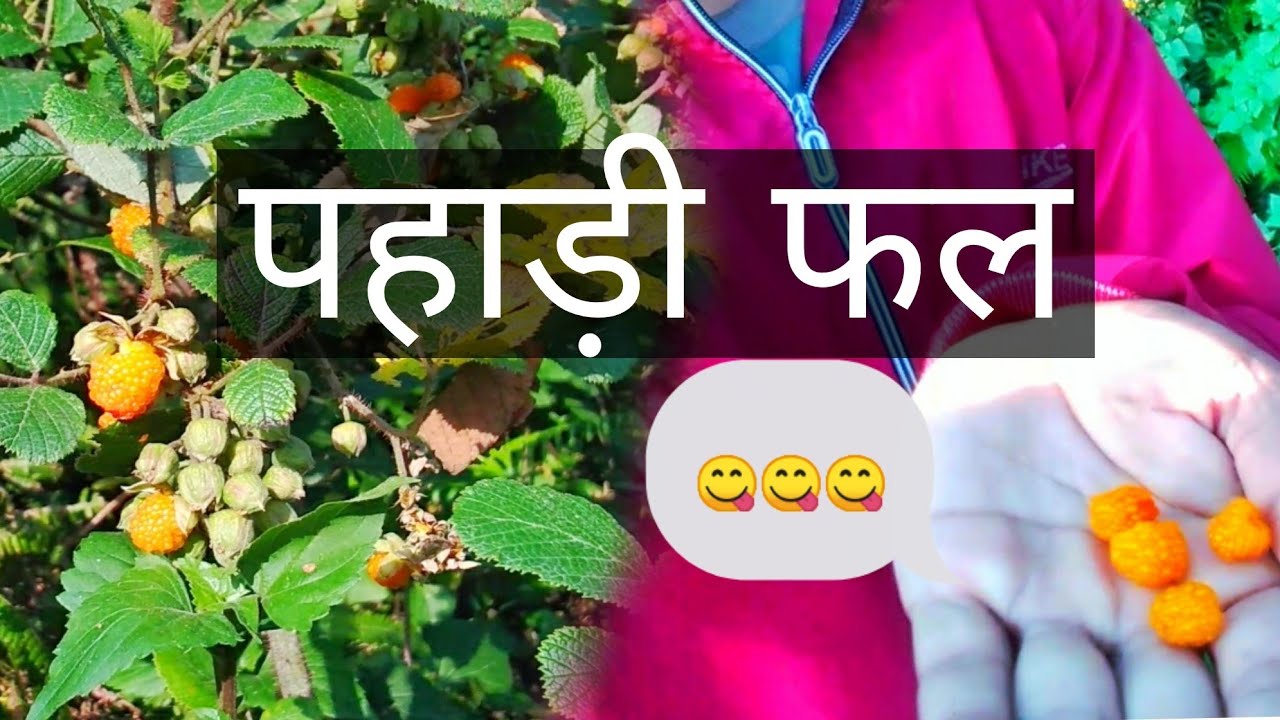 पहाड़ी फल 😋pahadi fal 😋lifestyle vlog #devbhumi #uttarakhand - YouTube