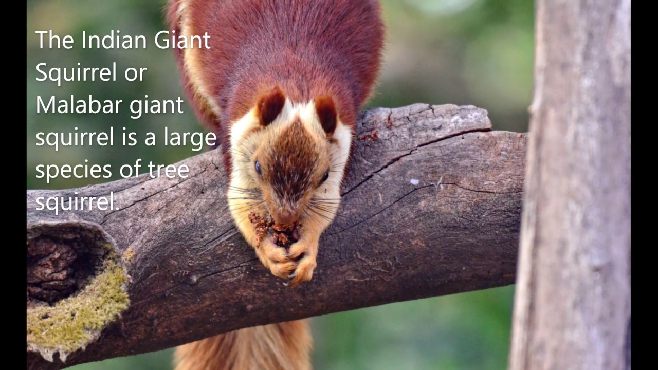 Indian Giant Squirrel Shekru - YouTube