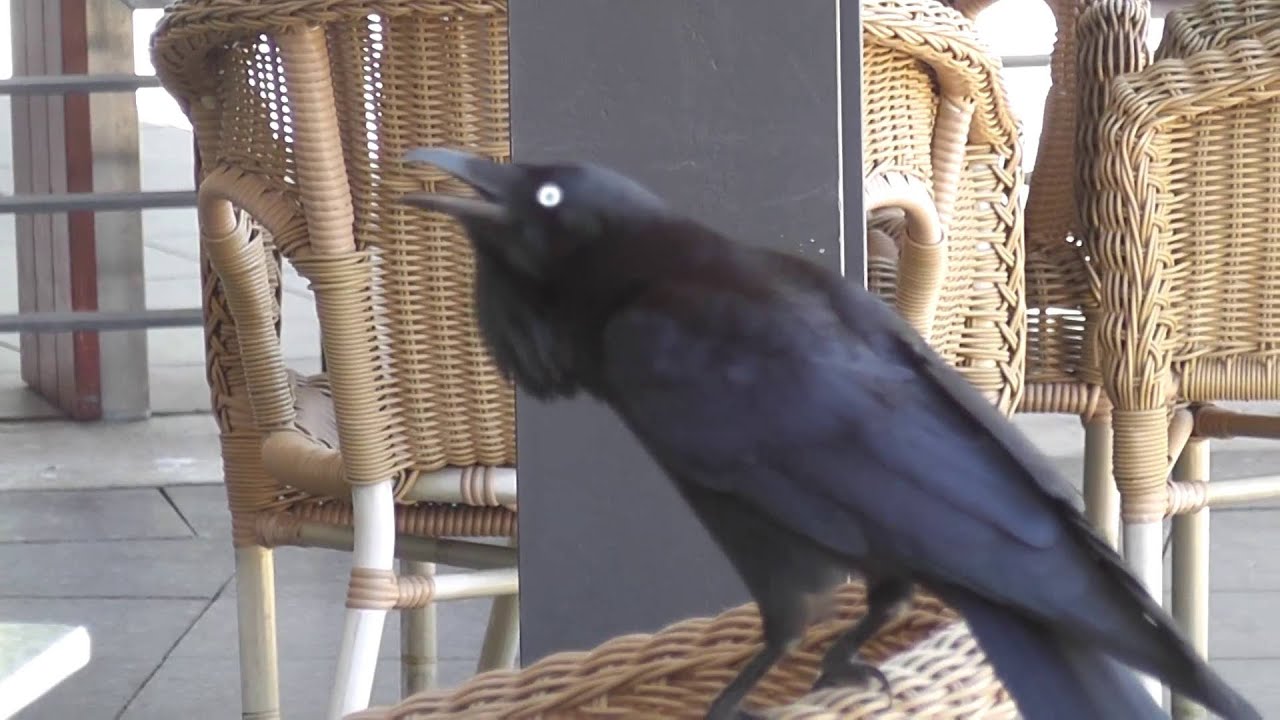 Australian Raven sounds - YouTube