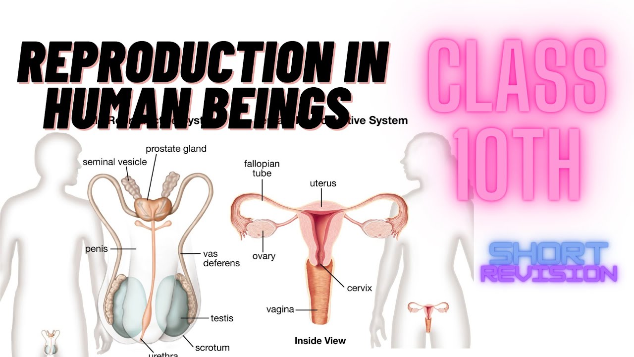 Reproduction In Human Beings Class 10th Science Youtube