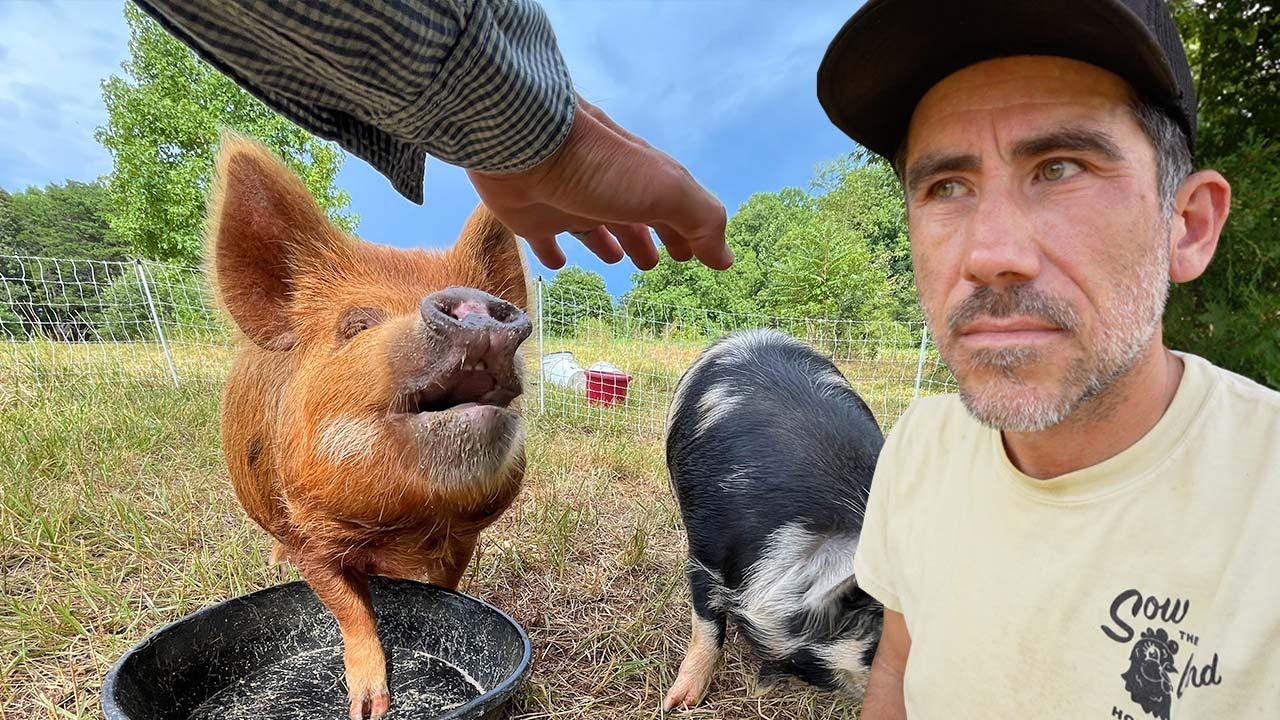 Sick Pig | Healing with Natural Remedies - YouTube