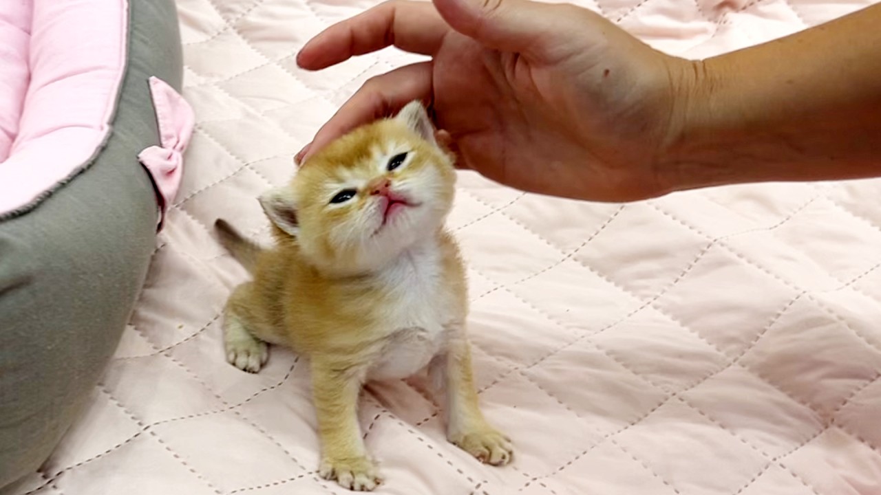 Baby kitten in my hands - YouTube