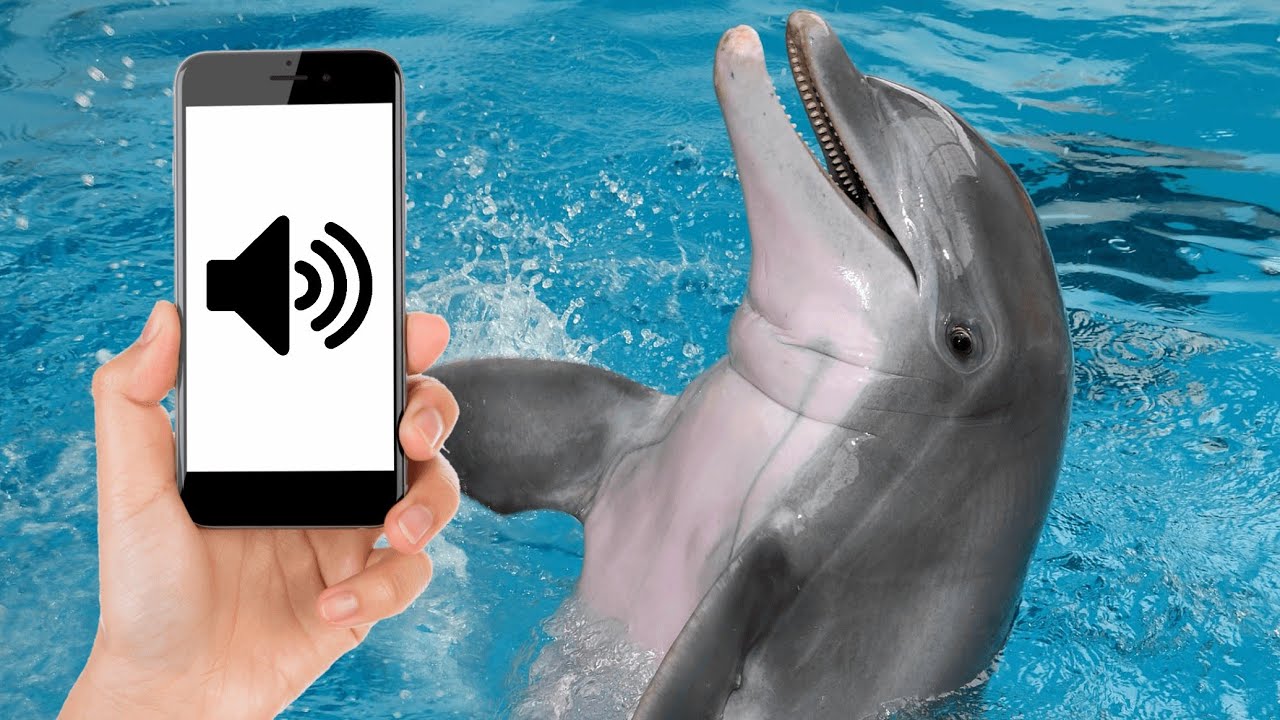 Dolphin Calls and Dolphin Sounds Effect - YouTube